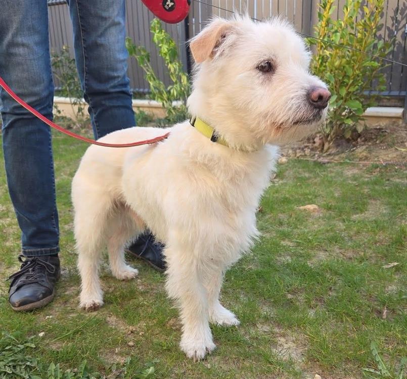 Bichon à adopter à la SPA