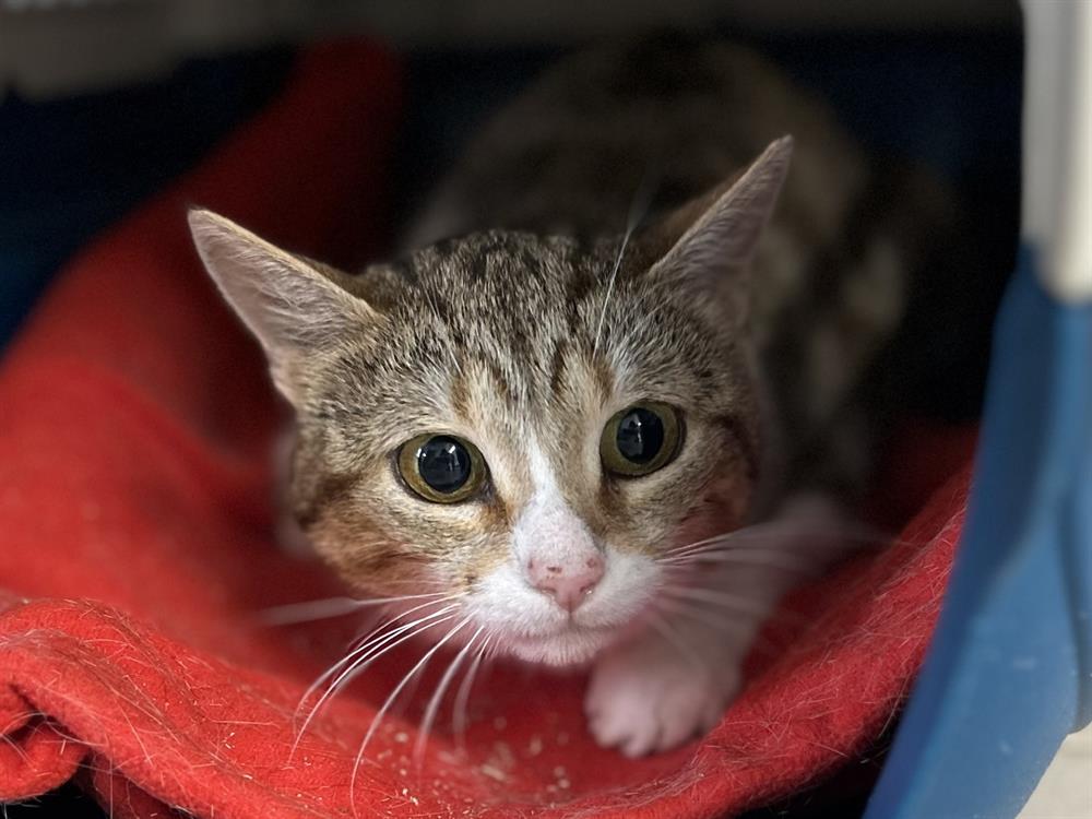 Refuge SPA d'Yvré-L'Évèque - Le Mans– 72 – Sarthe – Adoption