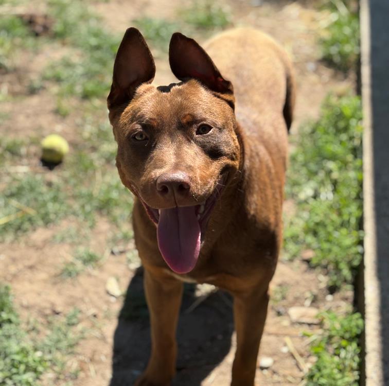 Refuge SPA de Compiègne – 60 – Oise – Adoption