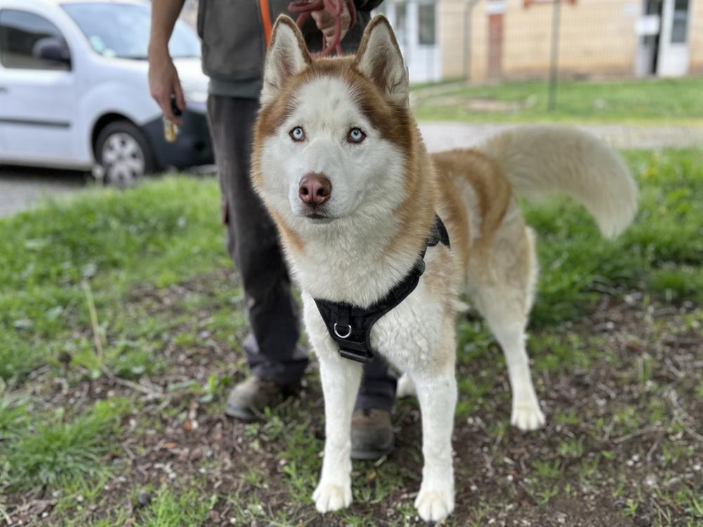 Adopter un husky à la SPA - LA SPA