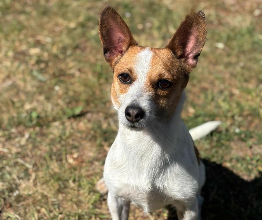 Refuge SPA de Compiègne – 60 – Oise – Adoption