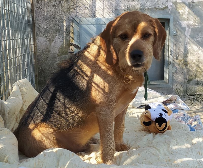 Adopter un Beagle - LA SPA
