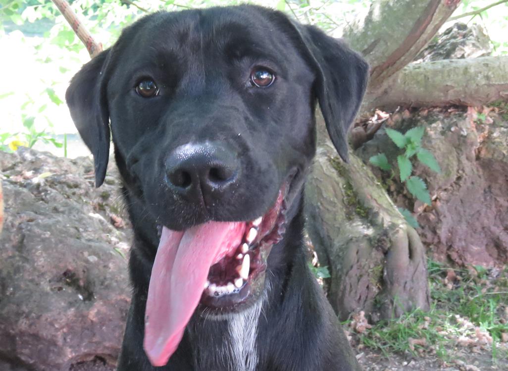 Adopter un Cane corso - LA SPA