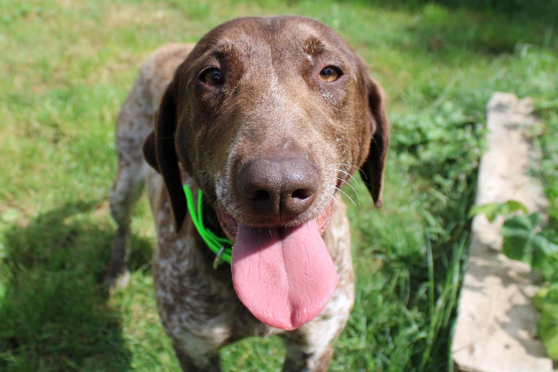 Adopter un Braque - LA SPA