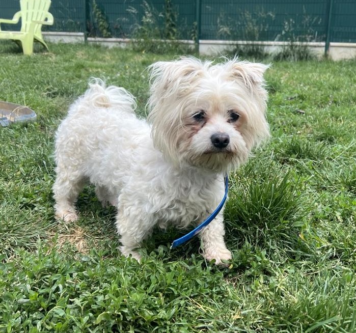 Bichon à adopter à la SPA
