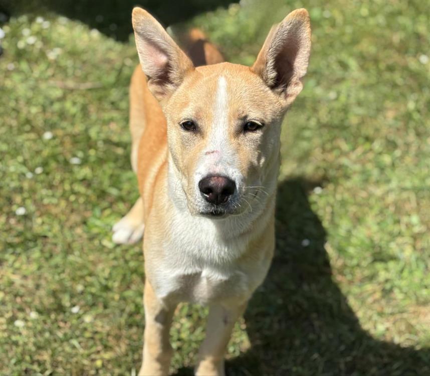 Refuge SPA de Compiègne – 60 – Oise – Adoption