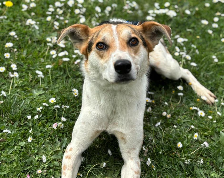 Refuge SPA de Compiègne – 60 – Oise – Adoption