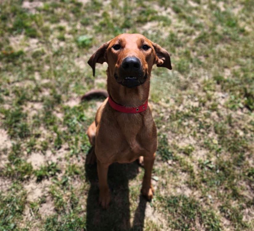 Refuge SPA de Compiègne – 60 – Oise – Adoption