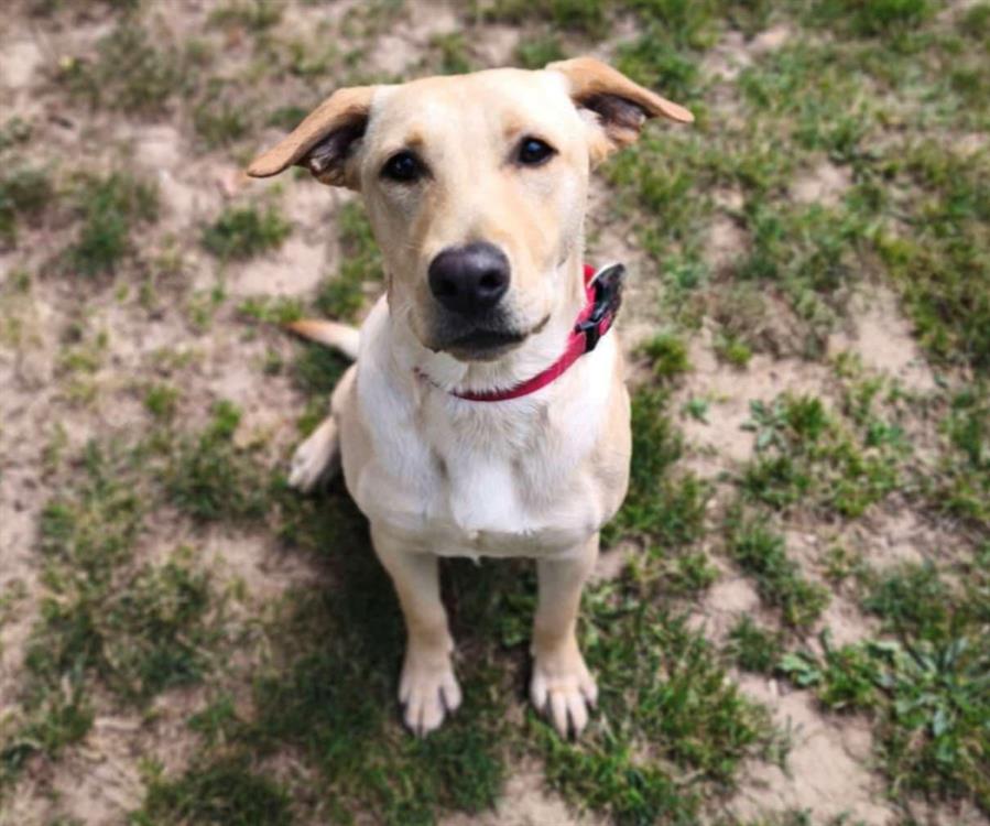 Refuge SPA de Compiègne – 60 – Oise – Adoption