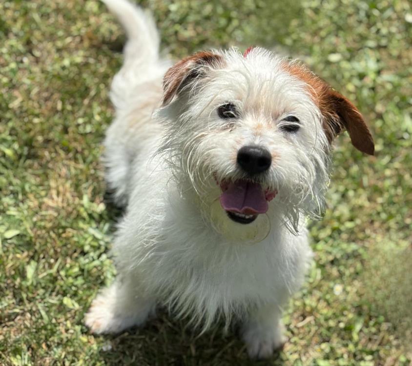 Refuge SPA de Compiègne – 60 – Oise – Adoption