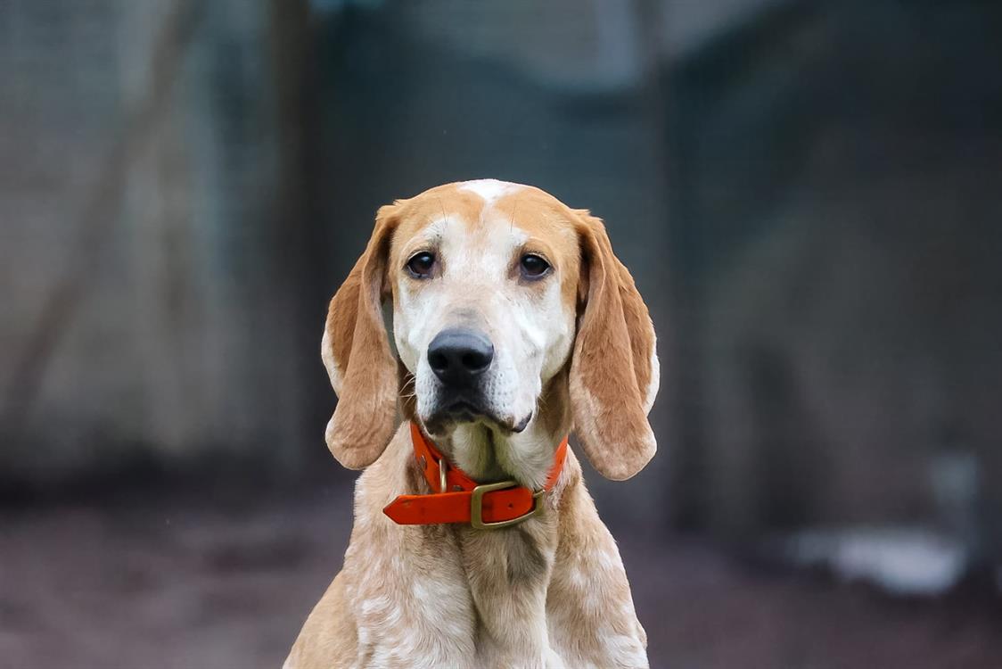Adopter OASIS, Chien - La SPA - Refuge d'Aix-En-Provence – Des Chiens ...