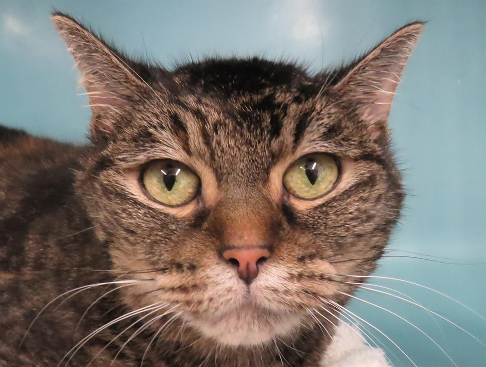 Refuge SPA de Luynes - Tours – 37 –Indre-et-Loire – Adoption