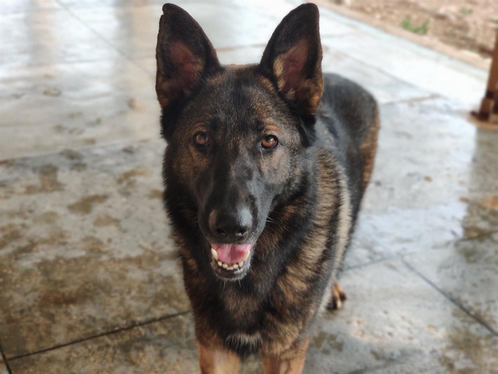Adopter un Berger Allemand - LA SPA