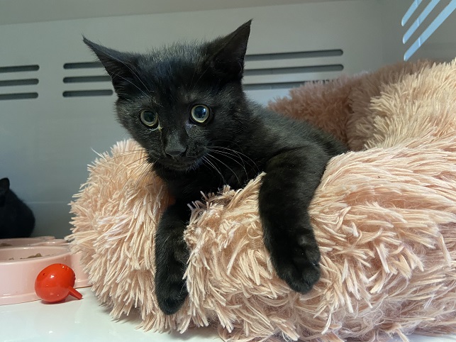 Refuge SPA d'Arry - Gerhard Cramer– 57 – Moselle – Adoption