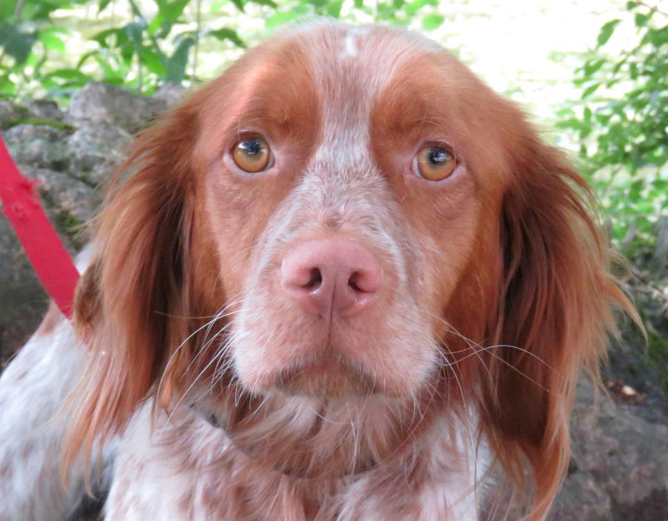 Refuge SPA de Luynes - Tours – 37 –Indre-et-Loire – Adoption