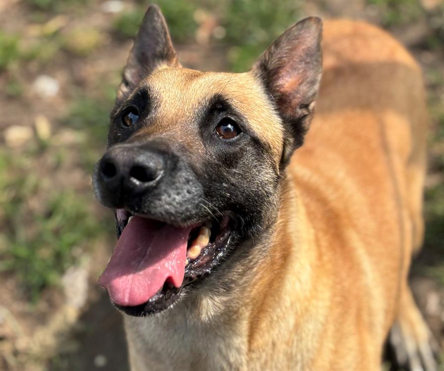 Refuge SPA de Compiègne – 60 – Oise – Adoption