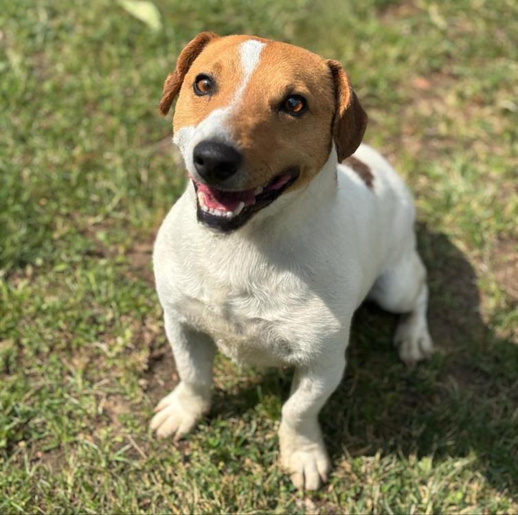 Refuge SPA de Compiègne – 60 – Oise – Adoption