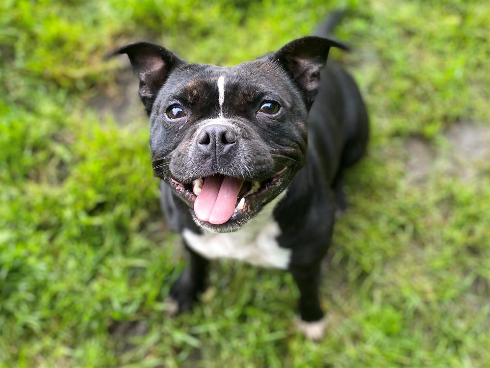 Refuge SPA de Compiègne – 60 – Oise – Adoption