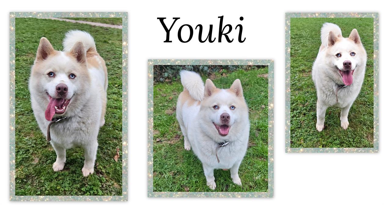 Adopter un husky à la SPA - LA SPA