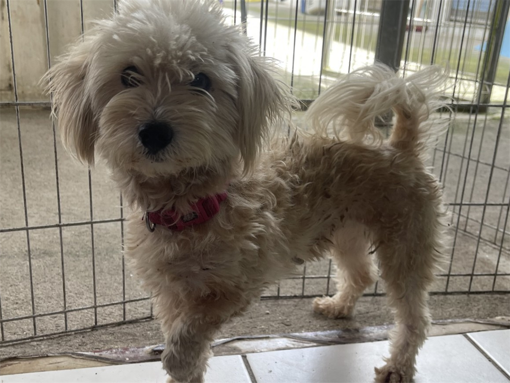 Bichon à adopter à la SPA