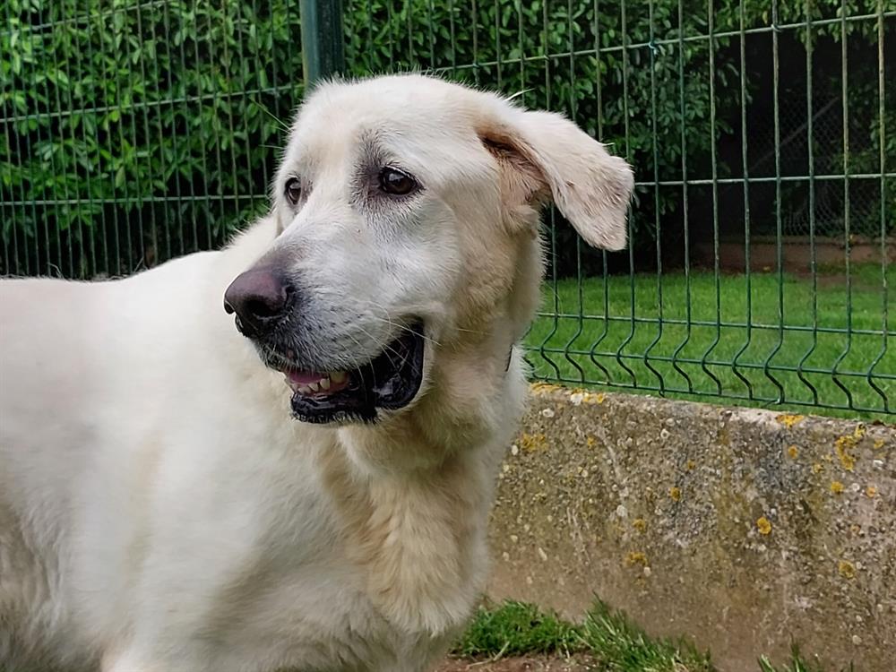 Golden Retriever à adopter à la SPA