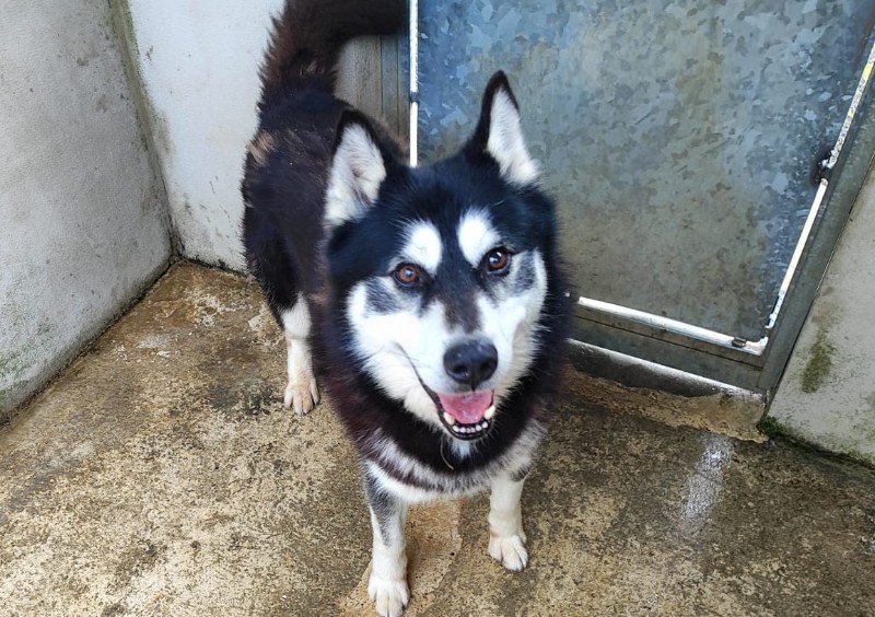 Adopter un husky à la SPA - LA SPA