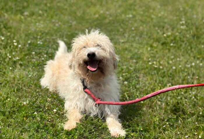 Bichon à adopter à la SPA