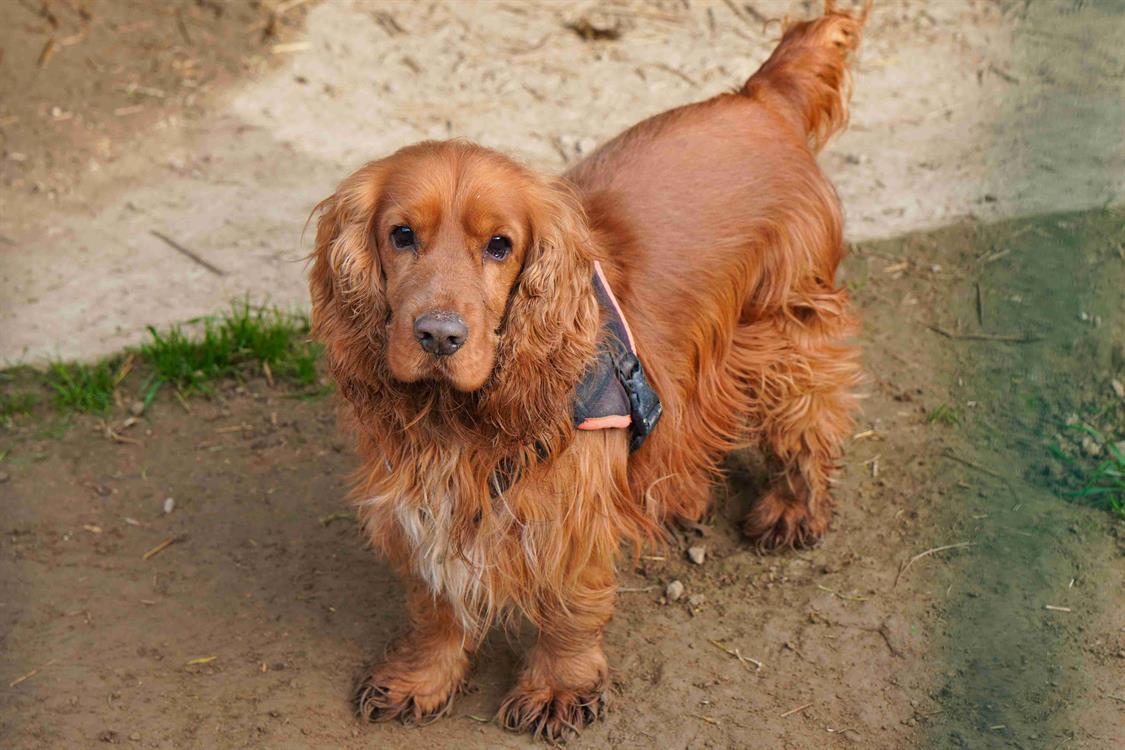 Adopter un Cocker anglais - LA SPA
