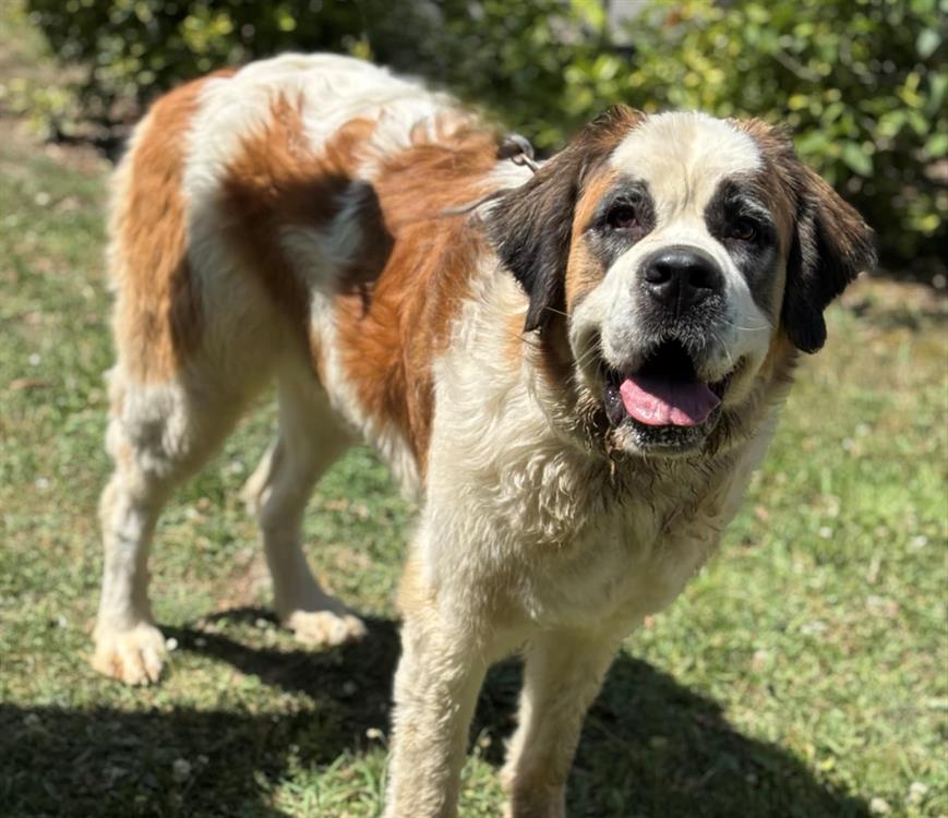 Refuge SPA de Compiègne – 60 – Oise – Adoption