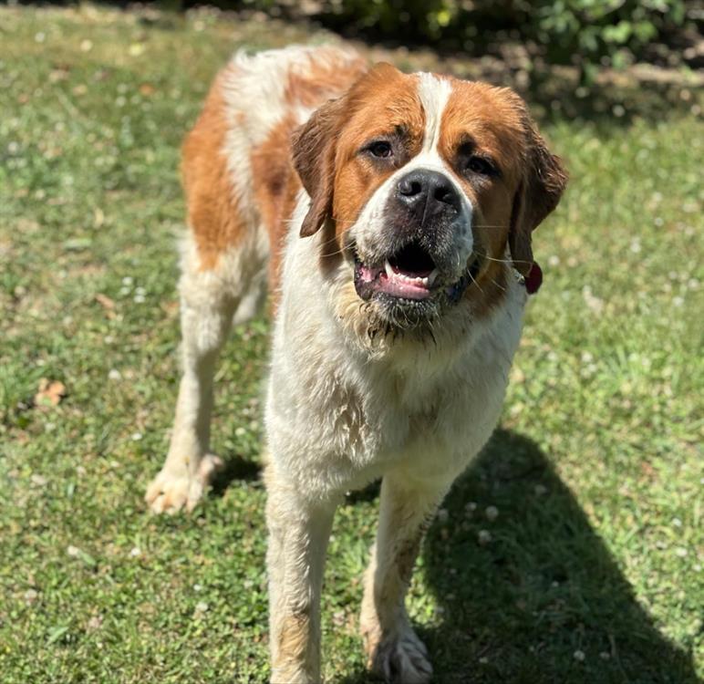 Refuge SPA de Compiègne – 60 – Oise – Adoption