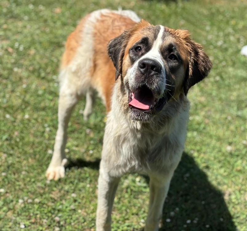 Refuge SPA de Compiègne – 60 – Oise – Adoption