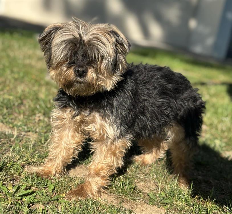 Refuge SPA de Compiègne – 60 – Oise – Adoption