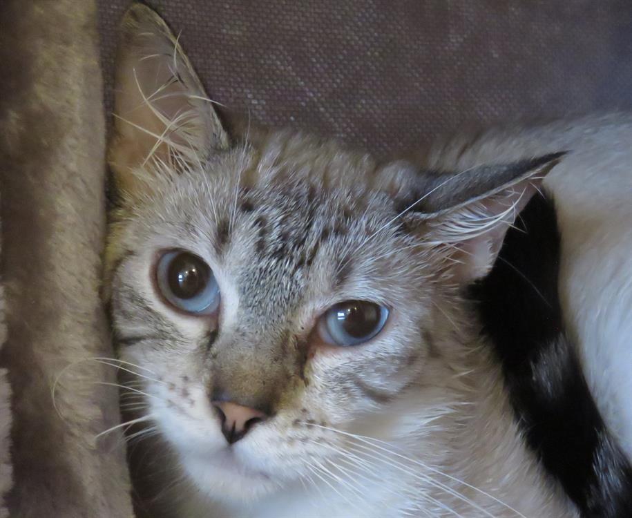 Refuge SPA de Luynes - Tours – 37 –Indre-et-Loire – Adoption