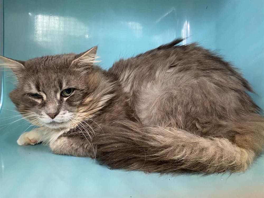 Adopter un Angora - LA SPA