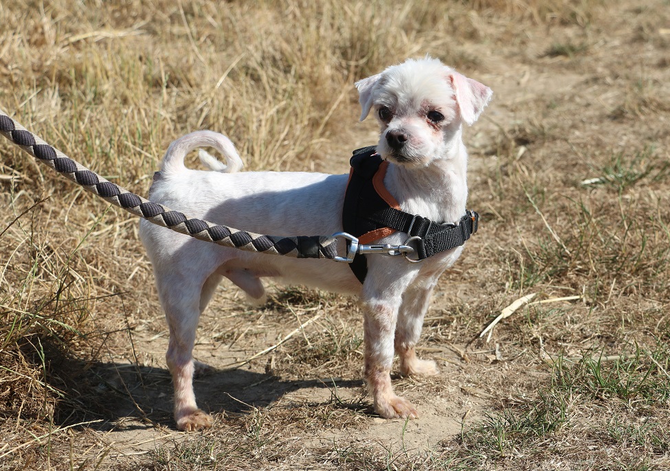 Bichon à adopter à la SPA