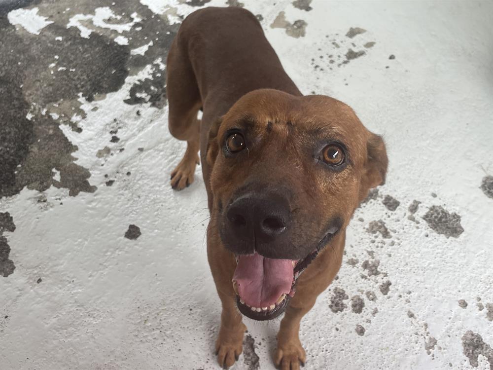 Refuge SPA de Guadeloupe – Papillon – 97 – Guadeloupe – Adoption