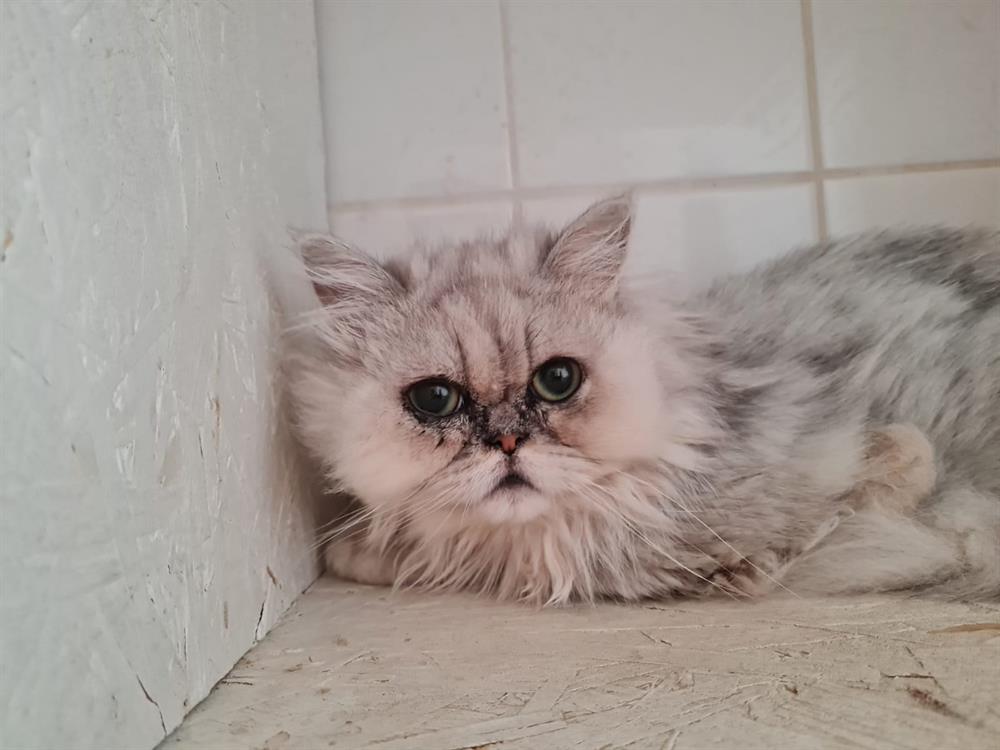 Adopter un chat Persan ç la SPA