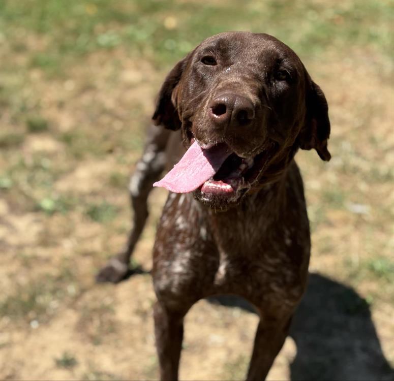 Refuge SPA de Compiègne – 60 – Oise – Adoption