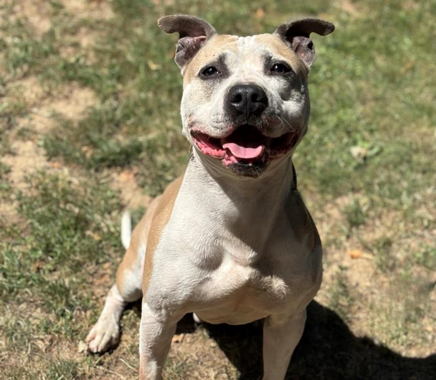 Refuge SPA de Compiègne – 60 – Oise – Adoption