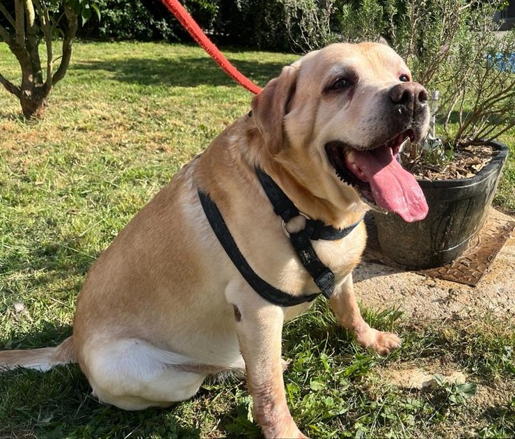 Refuge SPA d'Arry - Gerhard Cramer– 57 – Moselle – Adoption