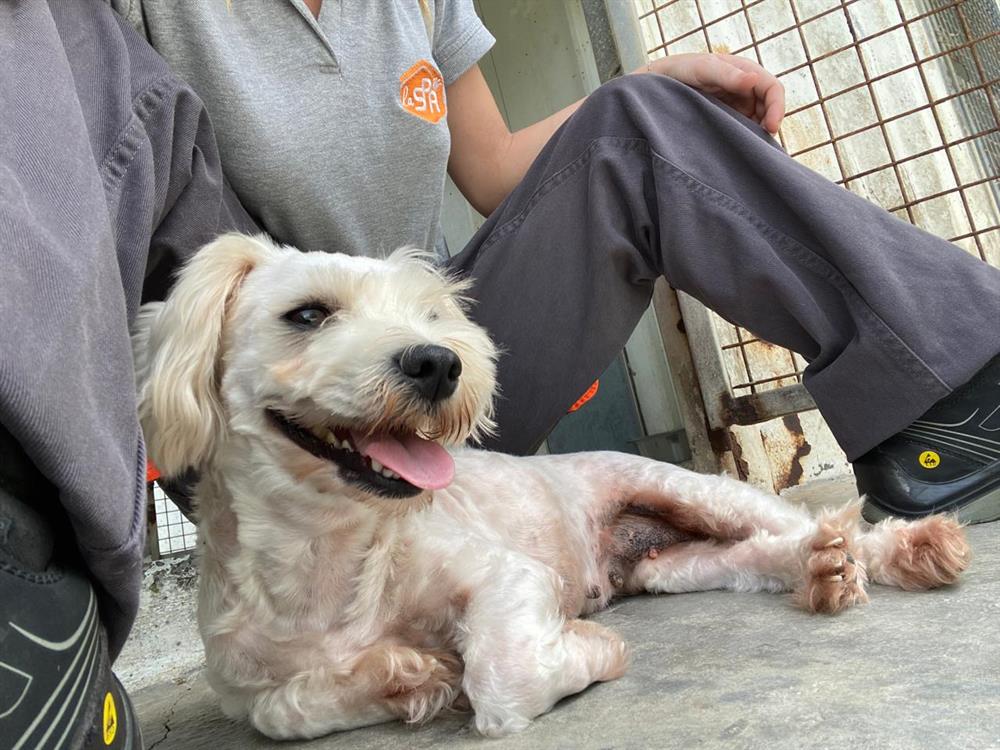 Bichon à adopter à la SPA