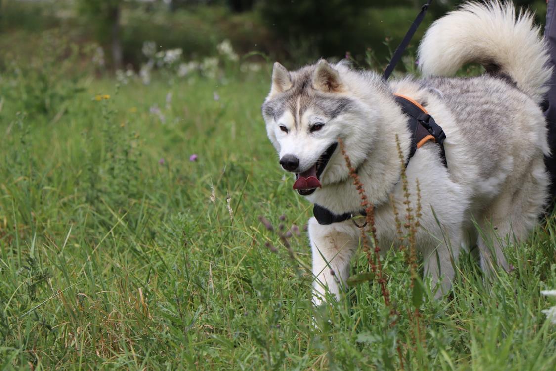 Adopter un husky à la SPA - LA SPA