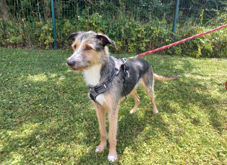 Refuge SPA de Tilloy-Les-Mofflaines – Arras – 62 – Pas-de-Calais – Adoption