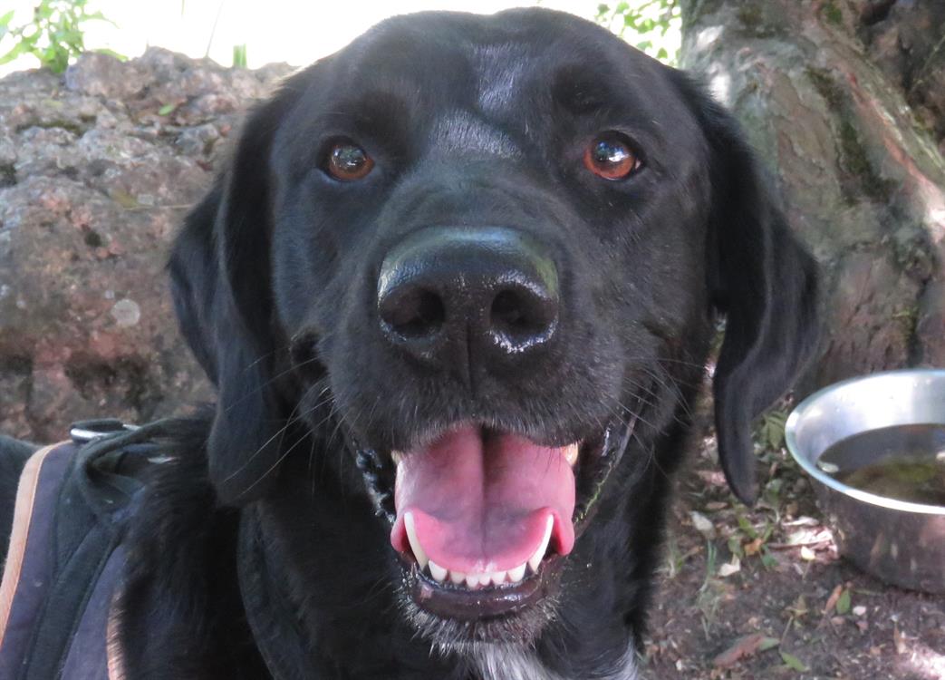 Refuge SPA de Luynes - Tours – 37 –Indre-et-Loire – Adoption