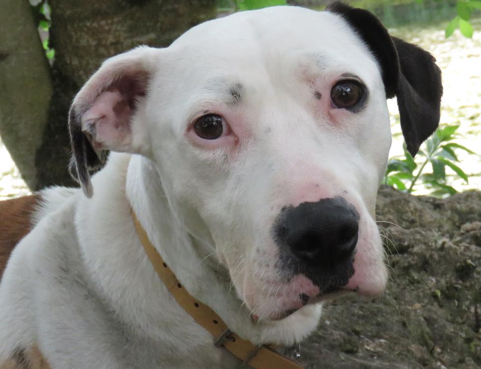 Refuge SPA de Luynes - Tours – 37 –Indre-et-Loire – Adoption