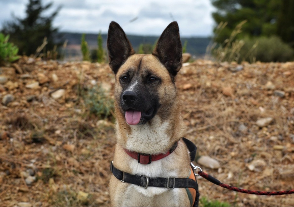 Adopter un Berger Belge Malinois - LA SPA