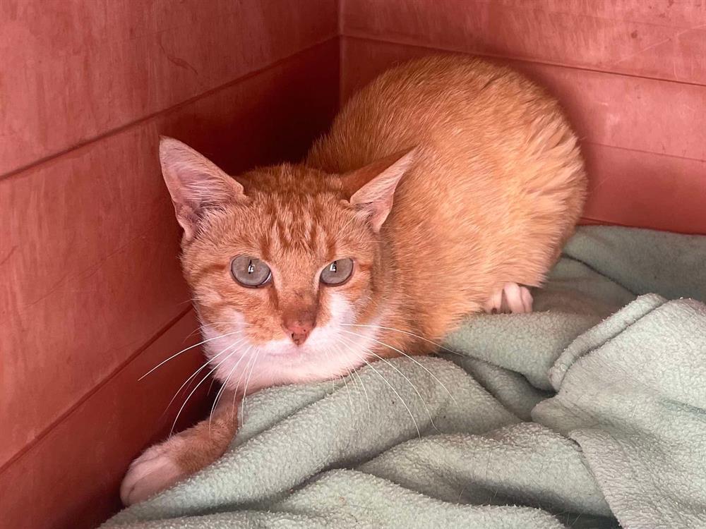Adopter ROCO, Chat - La SPA - Refuge de Thionville