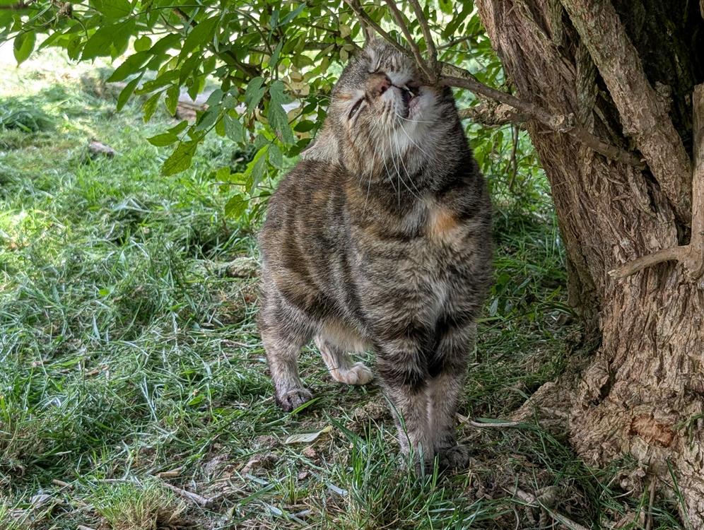 Adopter GRISETTE A16475, Chat - La SPA - Refuge d'Orgeval