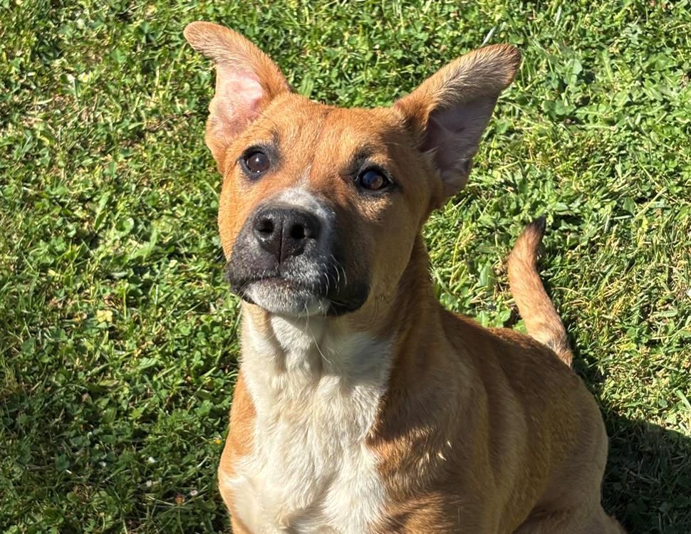 Refuge SPA de Compiègne – 60 – Oise – Adoption