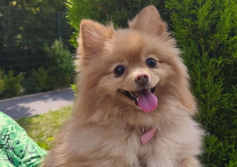 Refuge SPA de Compiègne – 60 – Oise – Adoption